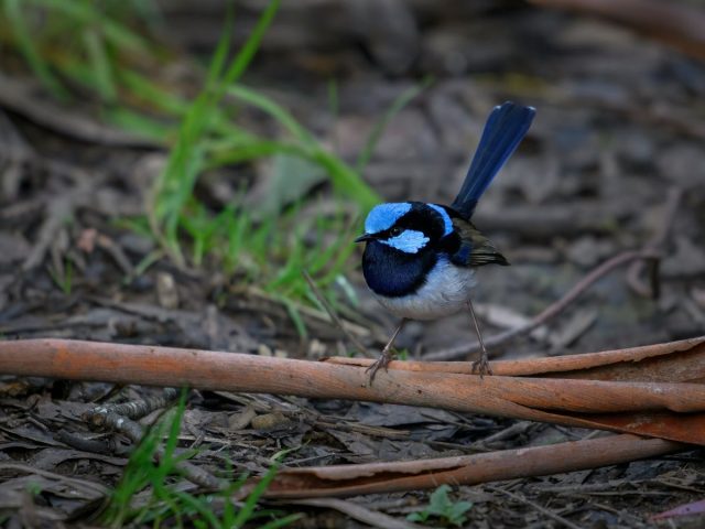 The Brilliance Of The Blue Fairy Wren. - Hike Collective