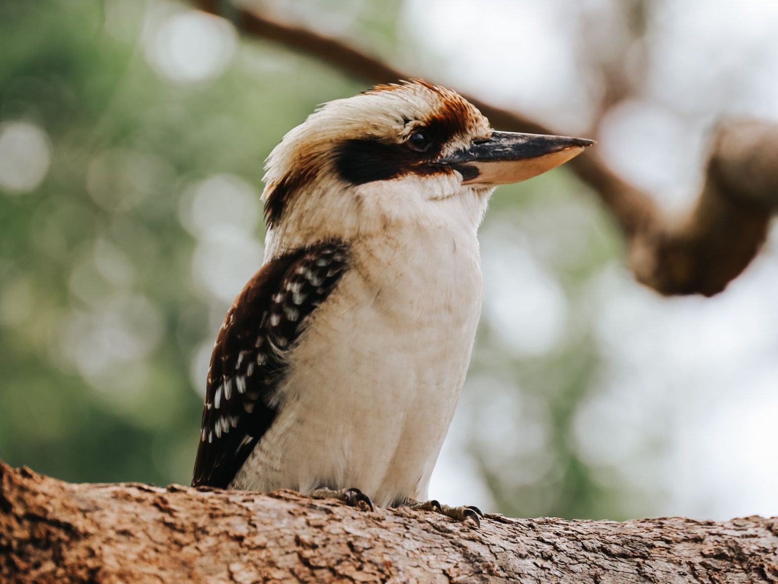 The Complete Perth Hiking Guide - Hike Collective