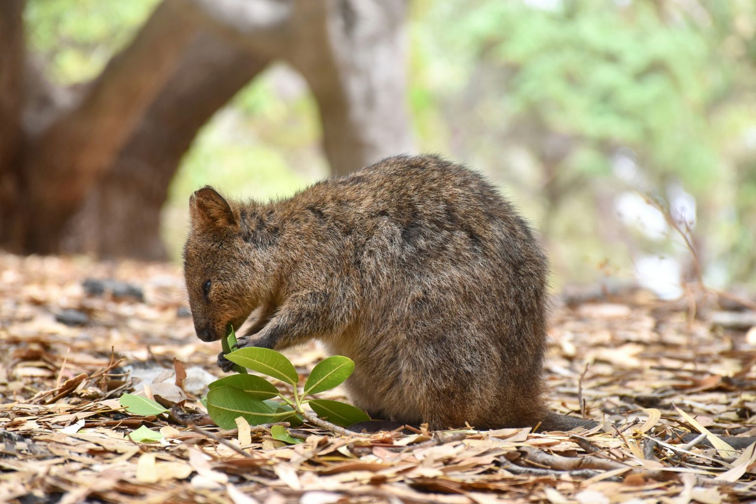 Everything You Need to Know About the Happy Quokkas of Rottnest Island ...